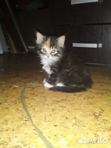 Милые сибирские котята