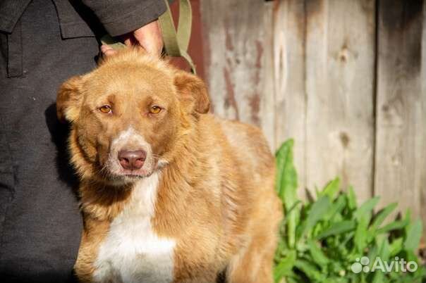 Ищем хозяина