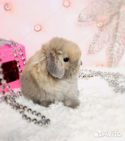 Карликовый кролик чп Мини Лоп