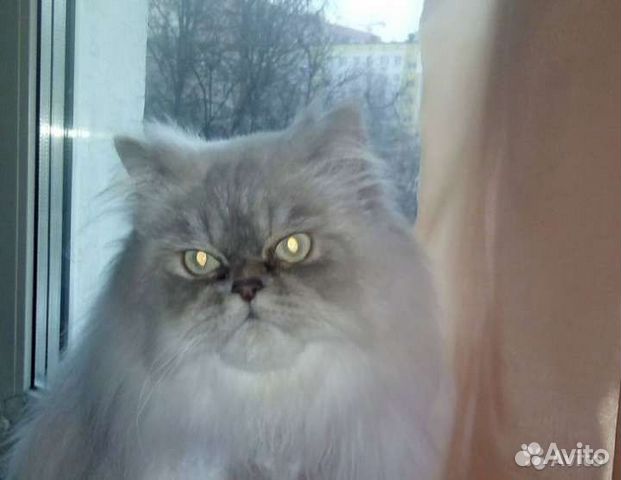 На вязку персидский кот шиншилла
