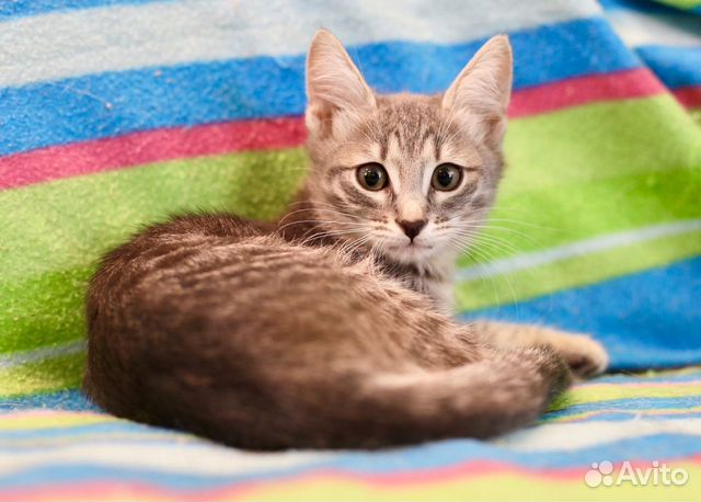 Котенок по имени Кренделек ищет квартиру с жильцам