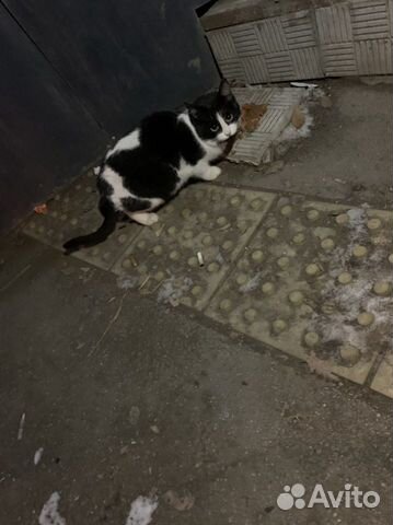 Кошечка молодая в добрые руки