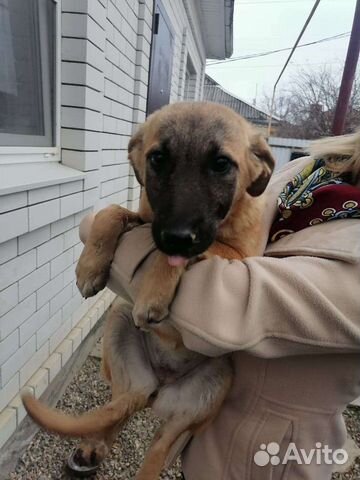 Помесь Малинуа