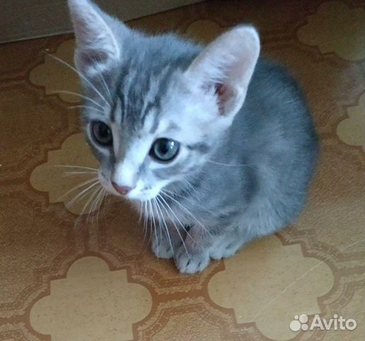 Отдам в хорошие руки котёнка за 1Р. торг неуместен