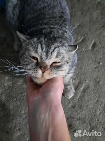Кот бездомный ищет семью
