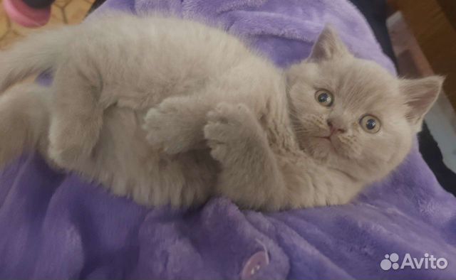 Шотландские котята