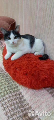 Котенок в добрые руки