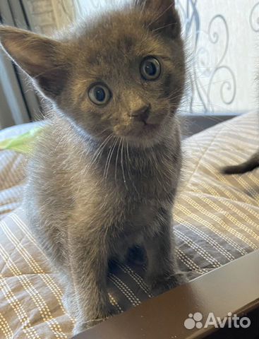 Котёнок метис «русская голубая»