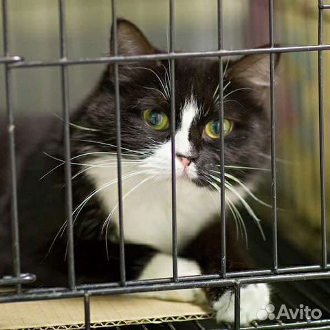 Фея ищет дом