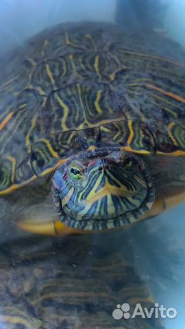 Черепаха