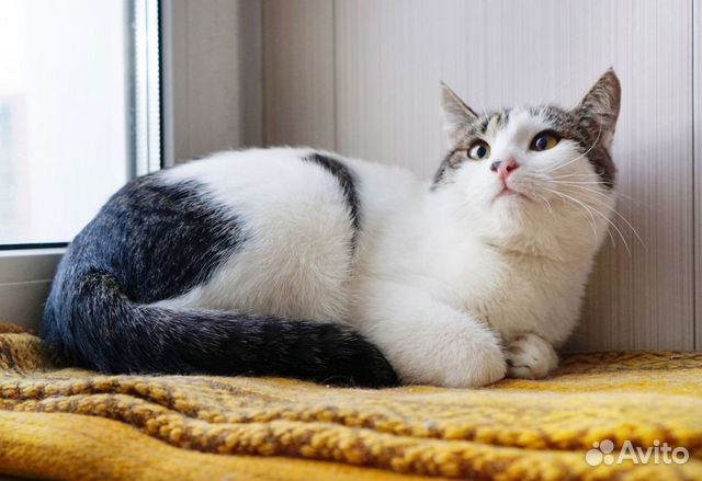 Котик Тимошка - нежный красавец в добрые руки