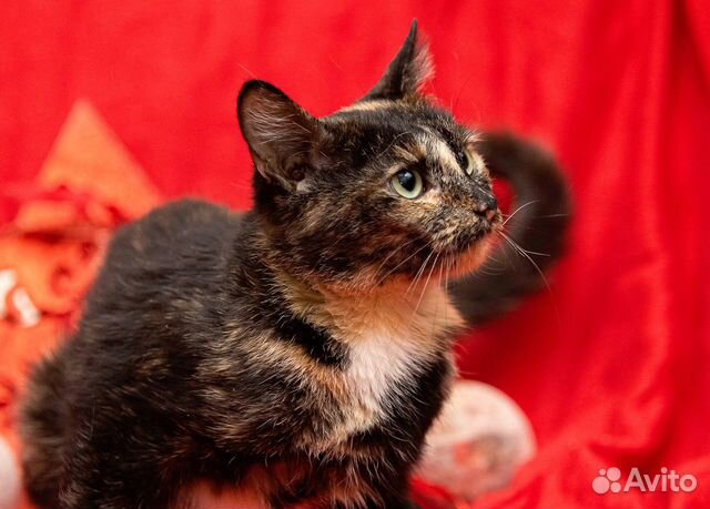 Трехцветное счастье ищет добрые ручки