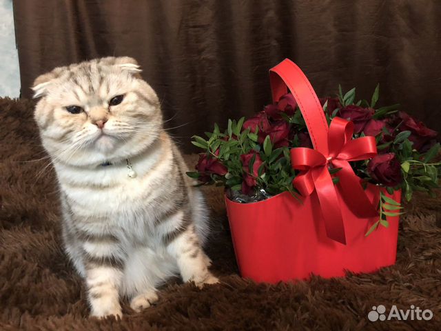 Симба ишет невесту. Вязка бесплатная, на нашей тер