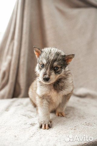 Щенуля-девчуля, 3 недели, в дар
