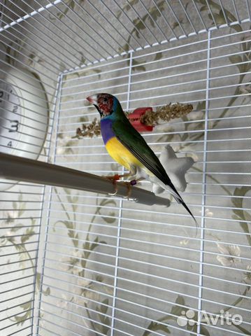 2 самца амадина гульда