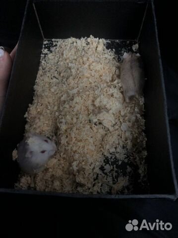 Джунгарский хомяк