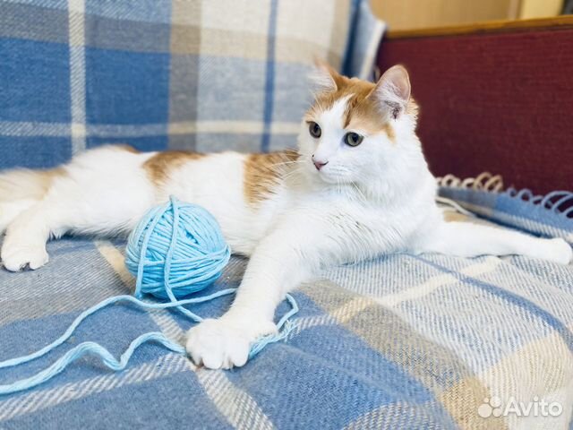 Огромный бело-рыжий добряк в дар