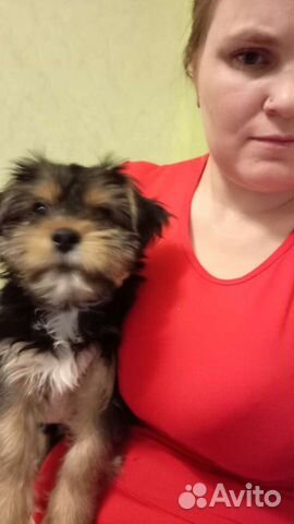 Йоркширский терьер щенок