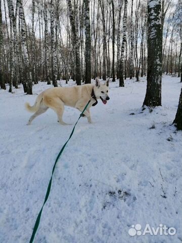Собака никому не нужна