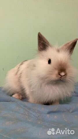 Декоративный кролик