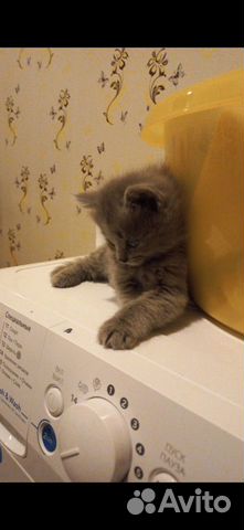 Смесь британца