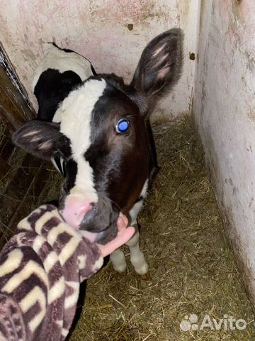 Телята бычки