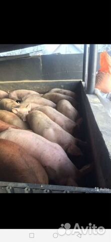 Свиньи на мясо