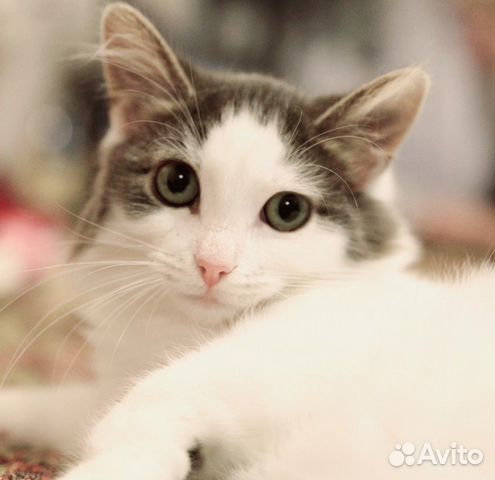 Котенок