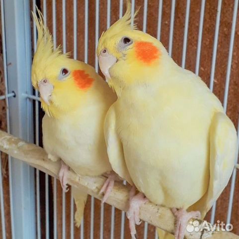 Попугай карелы