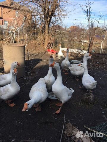 Гуси линда живым весом