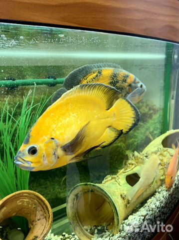 Рыба Астронотус