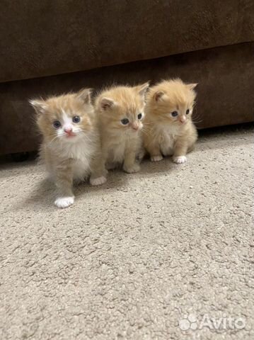 Котенок рыжий бесплатно