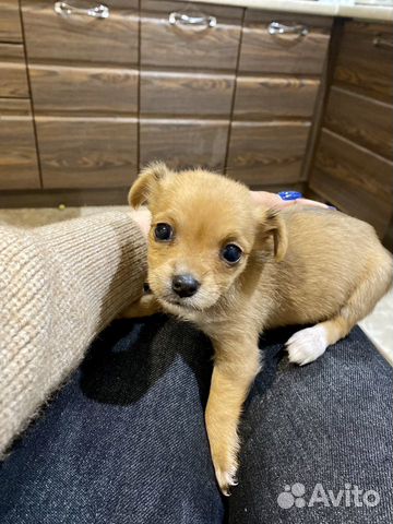 Девочка маленькой породы