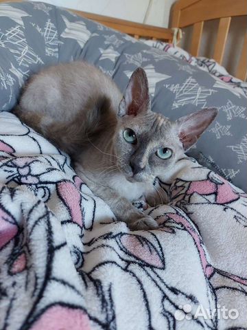 Кошка сфинкс 6месяцев