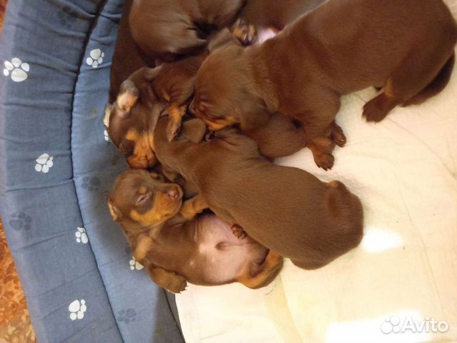 Щенки таксы