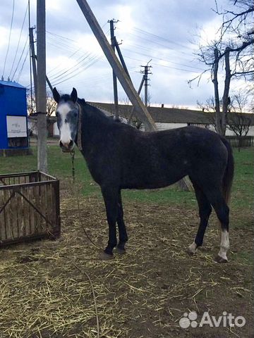 Продается Лошадь и бричку