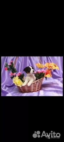 Щенки джек рассел терьер