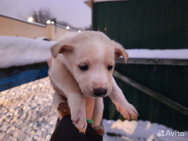Щенки в добрые руки