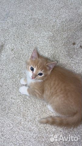 Котенок в добрые руки