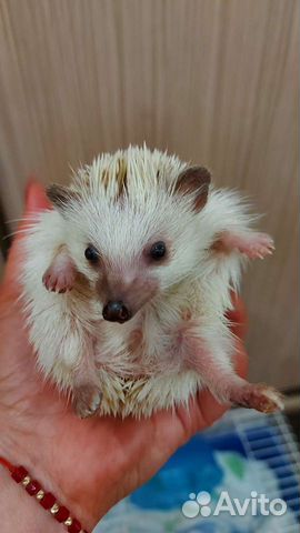 Африканский ежик
