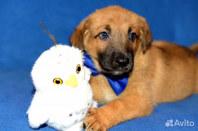 Щенок Юша 2 мес в добрые руки