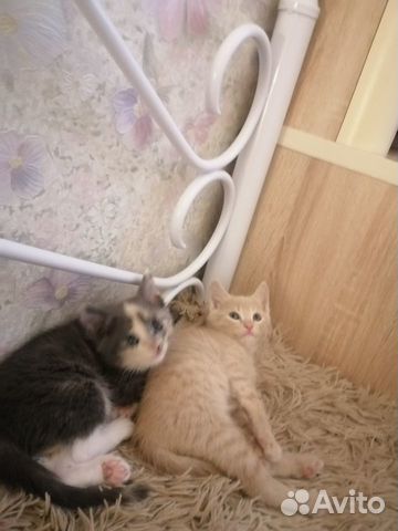 Кошки в добрые руки бесплатно