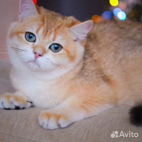 Золотая шишилла