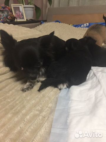 Собаки чихуахуа щенок 1,5 месяца кушают сами, ходя