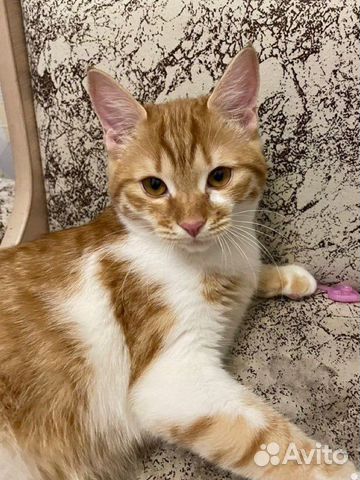 Рыжая кошечка Нюша в добрые руки