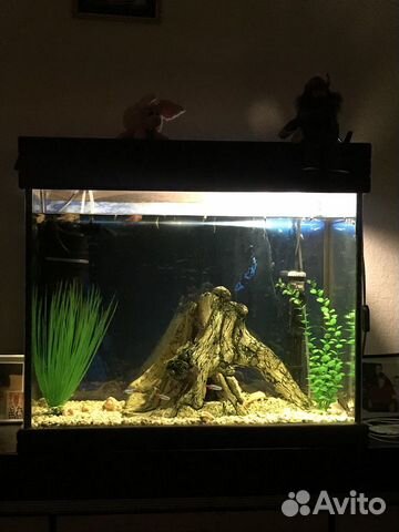 Аквариум+рыбки+оборудование