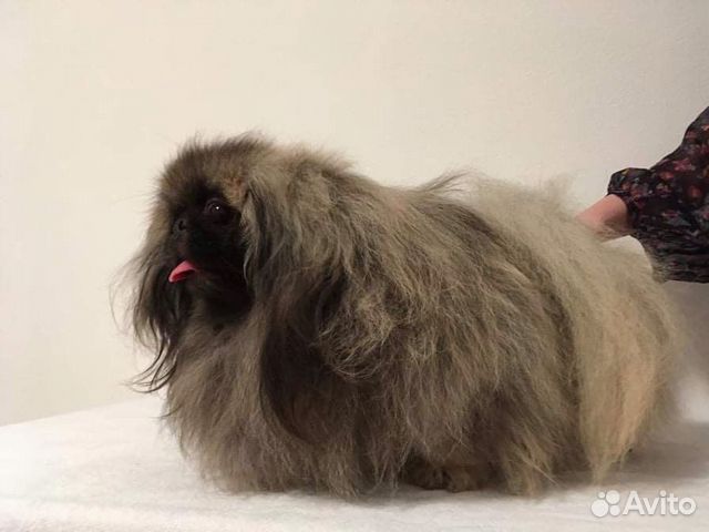 Пекинеса щенок