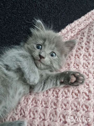 Дымчатый котенок