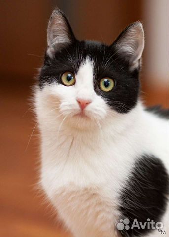 Котенок Лёля ищет дом