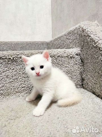 Британские котята